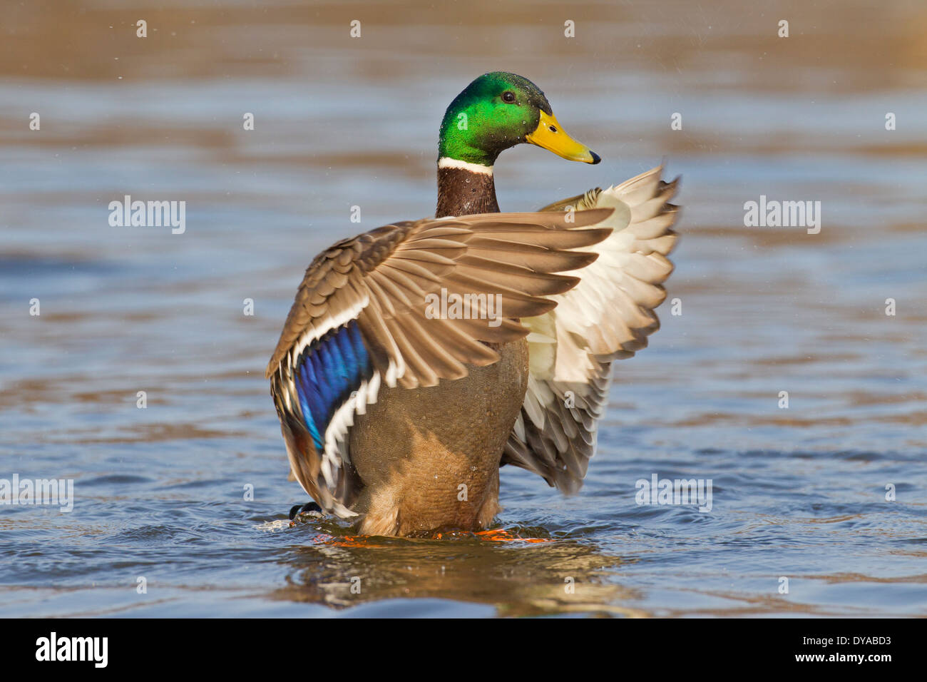 Mallard / Wild Duck (Anas platyrhynchos) male / drake in lake flapping ...