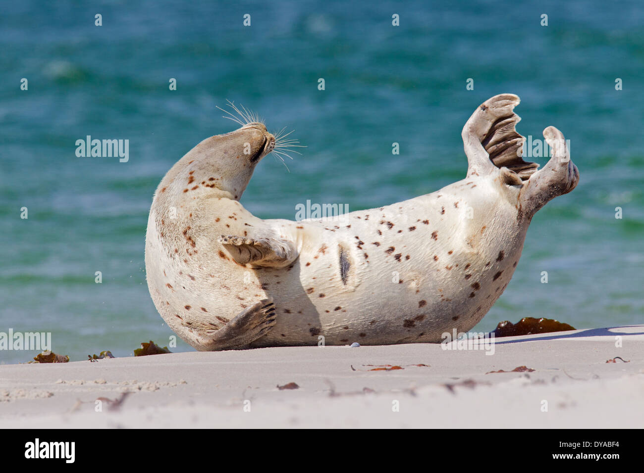 Common seal / harbor seal / harbour seal (Phoca vitulina) stretching on ...