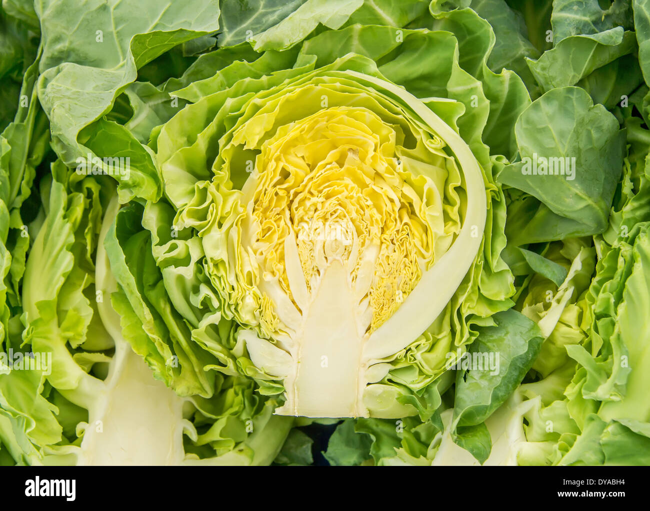 Organic Fresh White Cabbage Cut In Half Stock Photo - Alamy