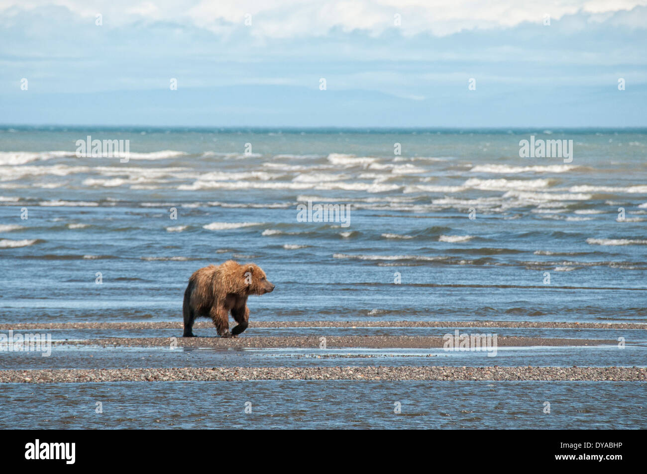 Adult Grizzly Bear, Ursus arctos, walking on the tidal flats of the ...