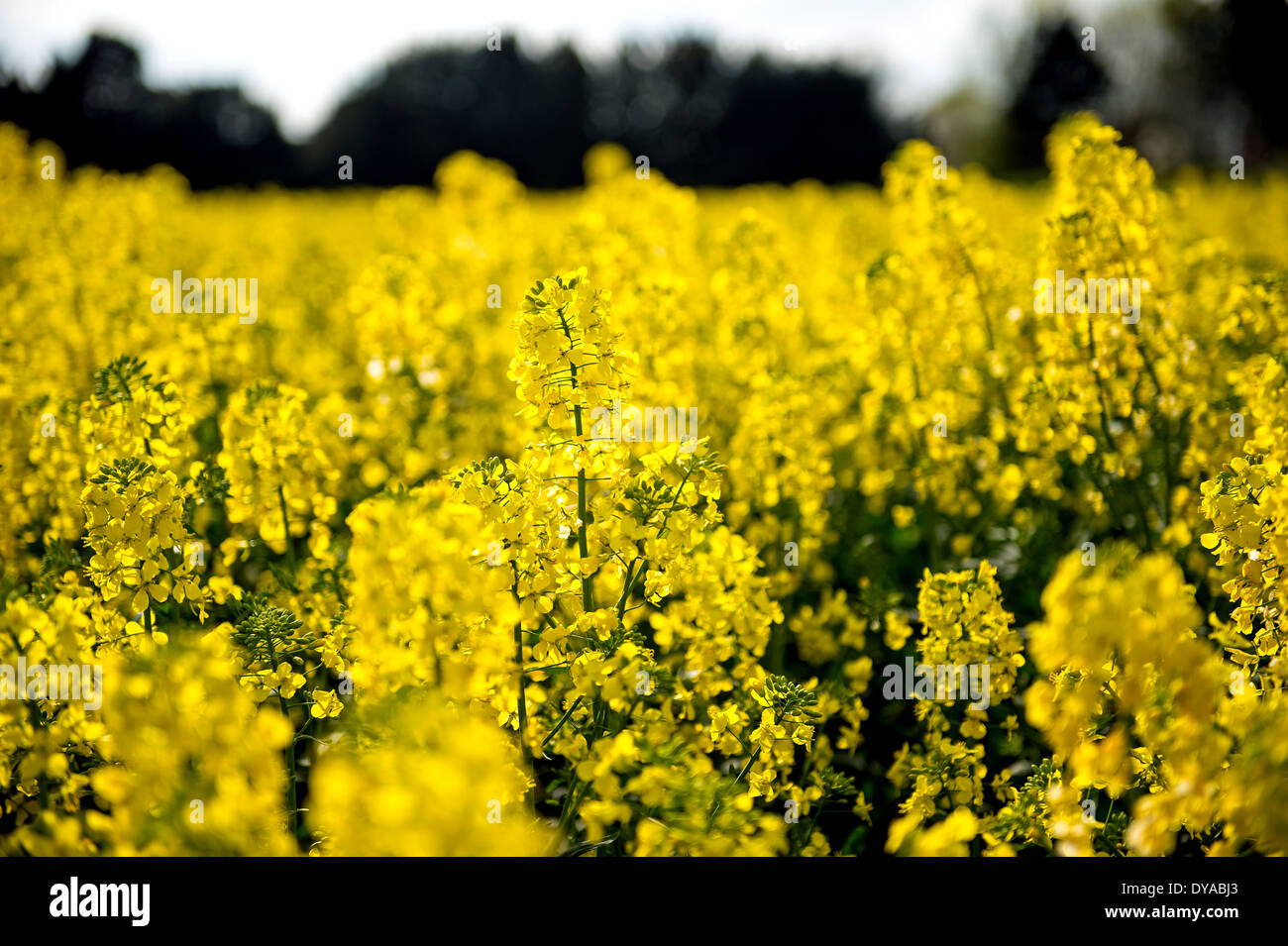 Field of Rapeseed growing on a Lincolnshire farm Stock Photo - Alamy