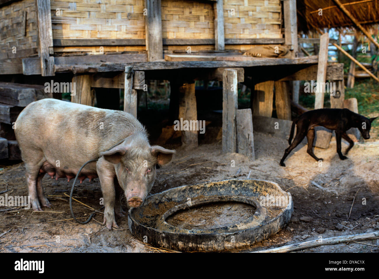 Thatch animals hi-res stock photography and images - Alamy