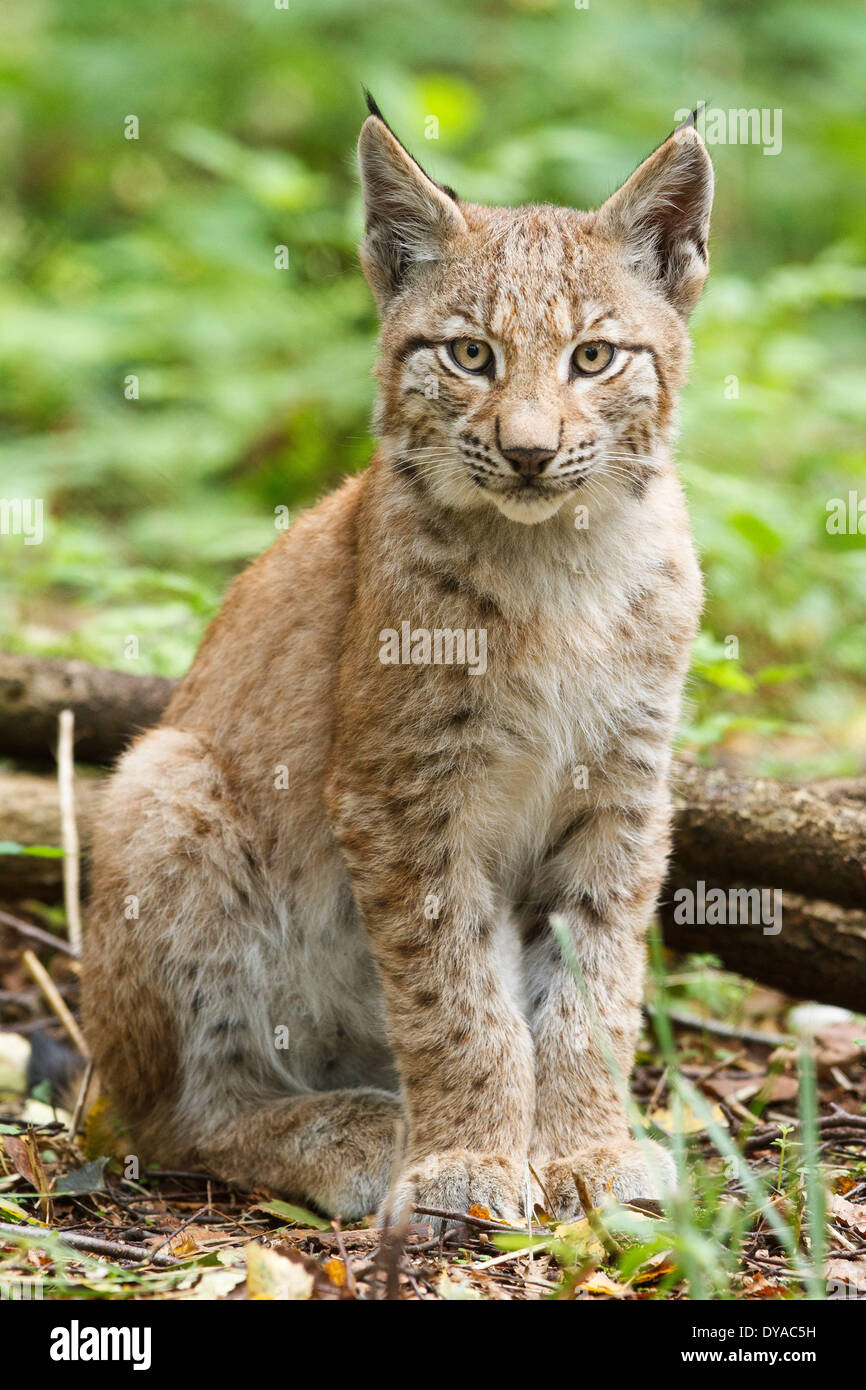 A lynx sitting in the woods Stock Photo - Alamy