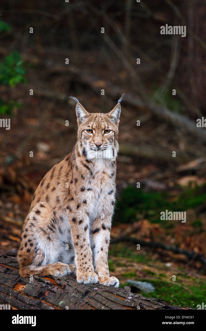 Eurasian Lynx or Northern Lynx (Lynx lynx Stock Photo - Alamy