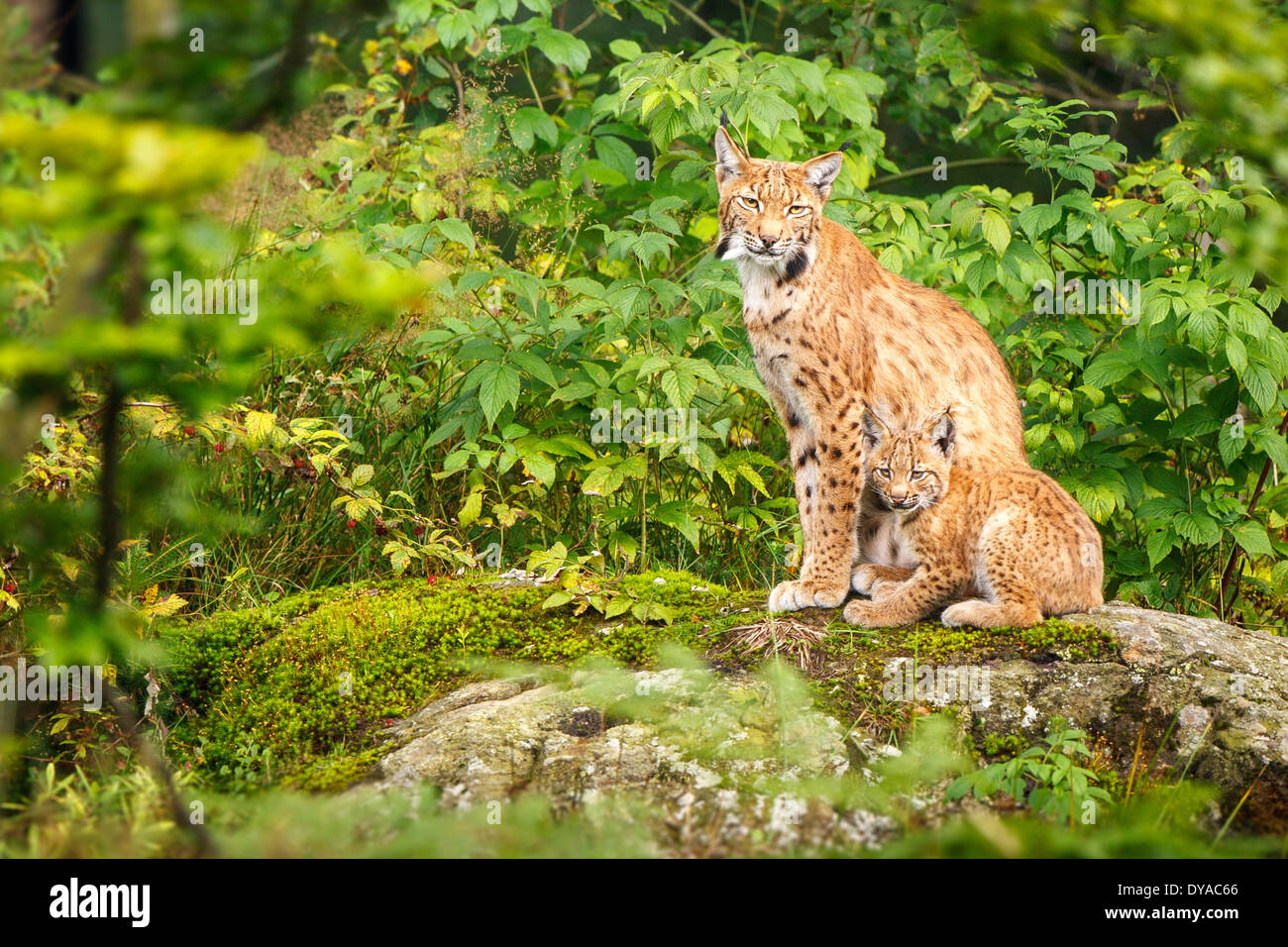An adult lynx cat sitting with her cub on a big stone Stock Photo - Alamy