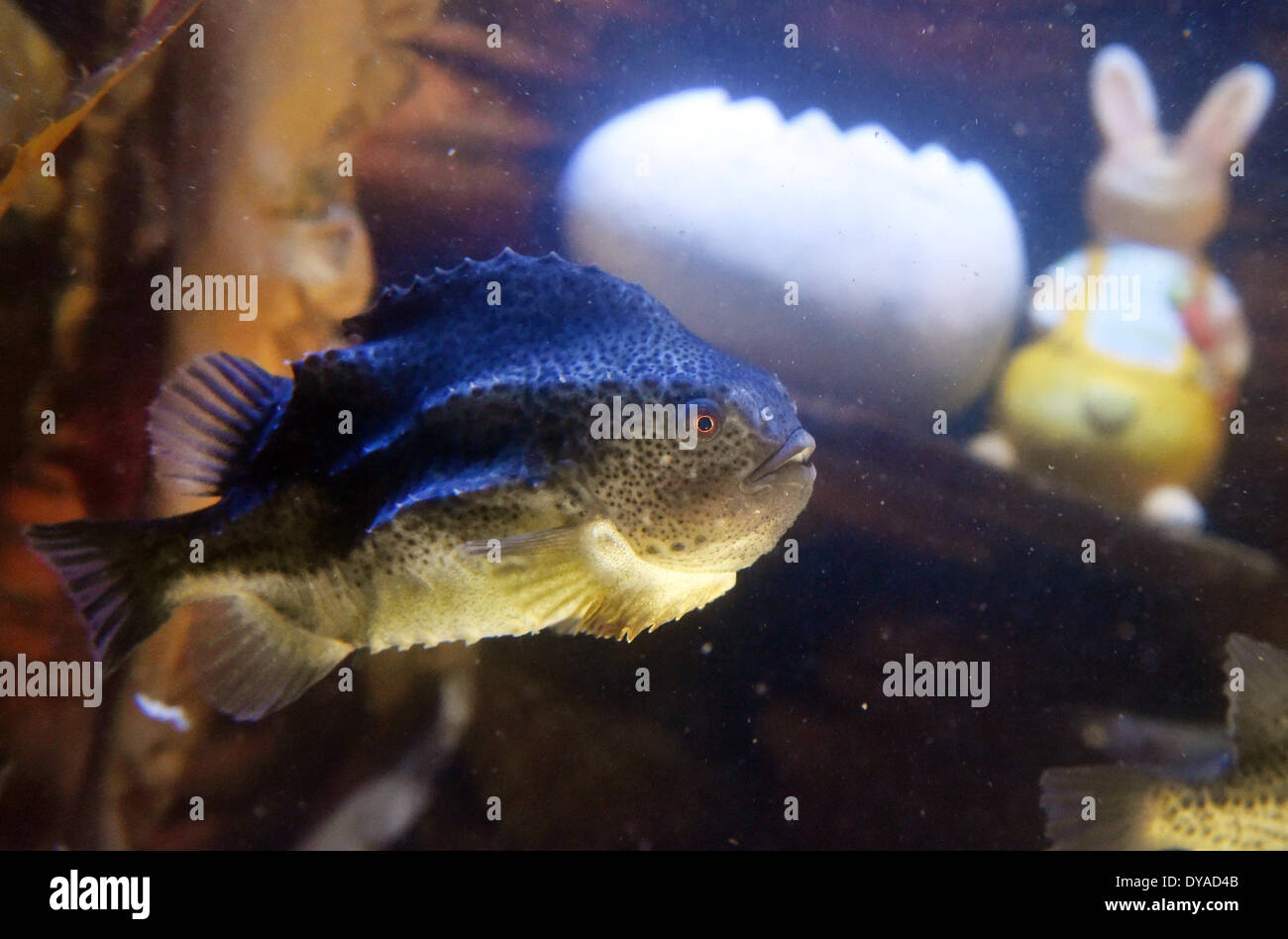 Aquadom hi-res stock photography and images - Alamy