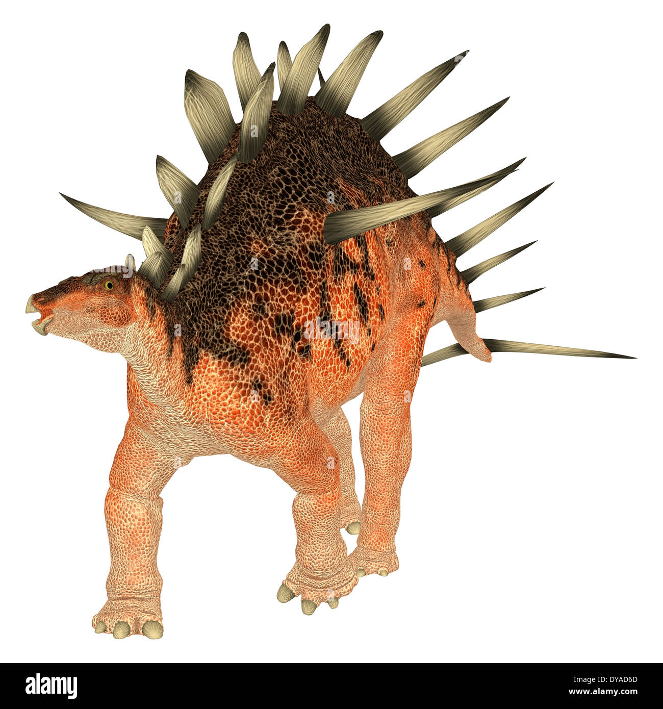 3D digital render of a walking dinosaur Kentrosaurus isolated on white ...