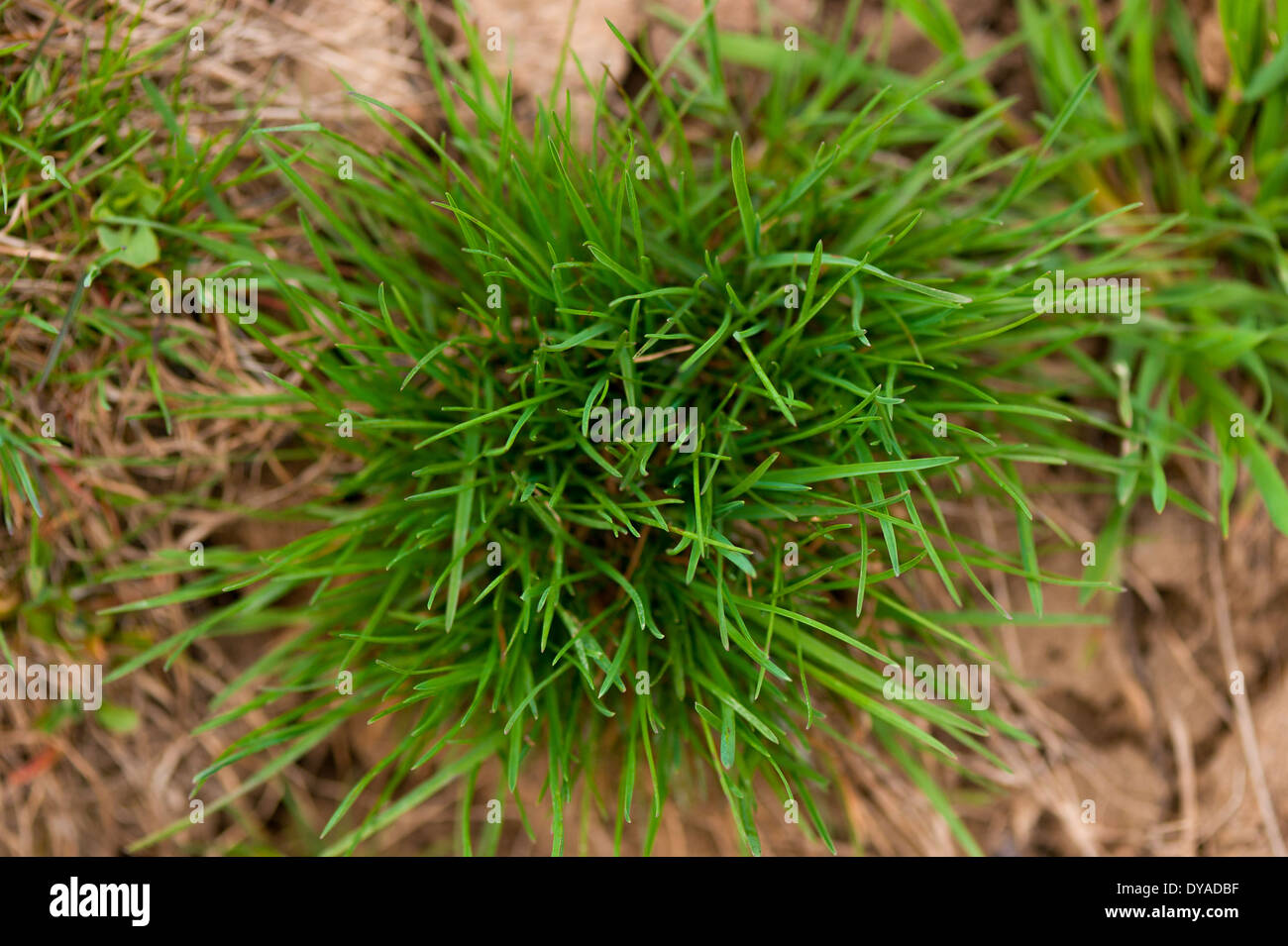 Green grass front hi-res stock photography and images - Alamy