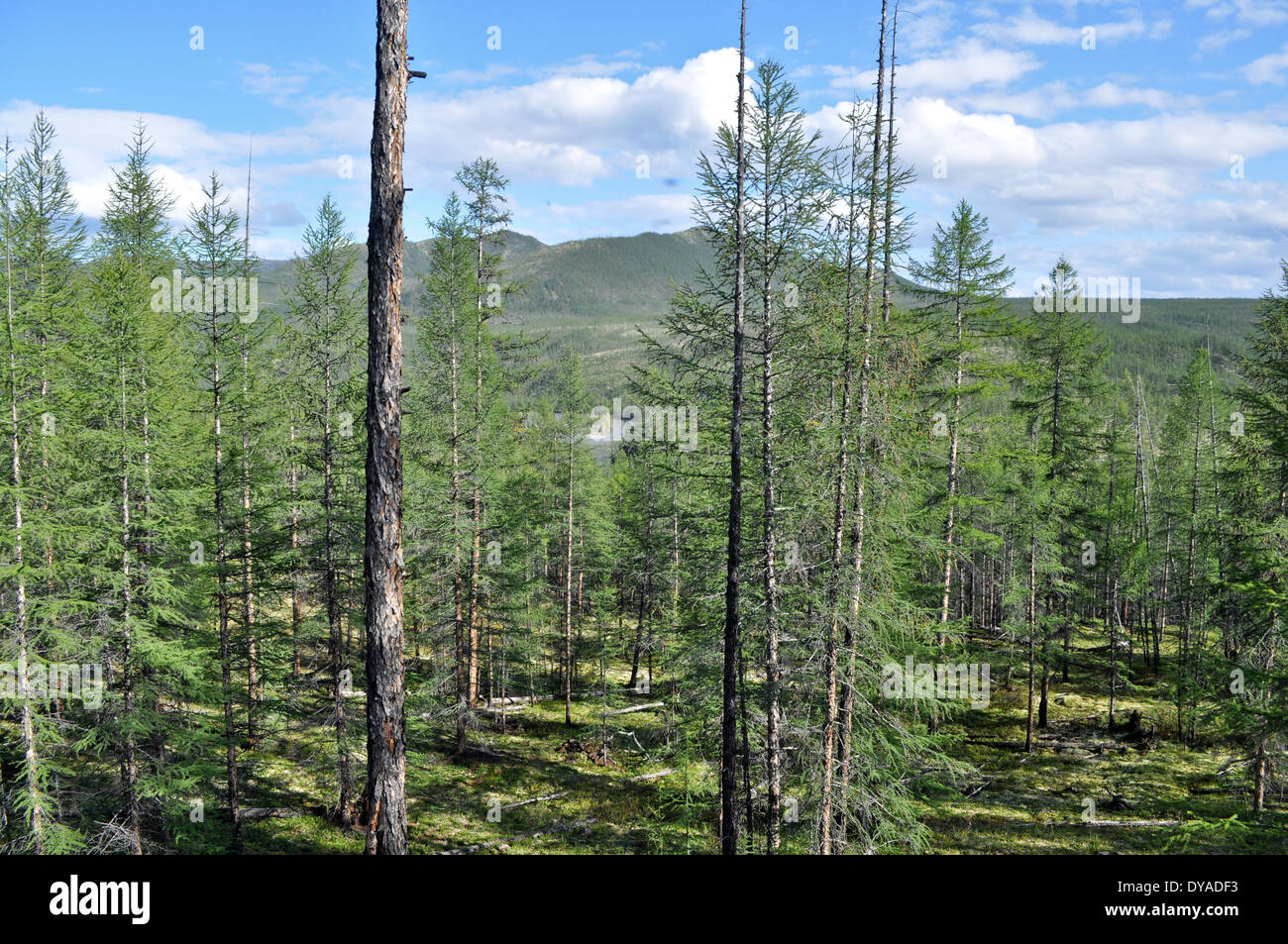 Taiga boreal hi-res stock photography and images - Alamy