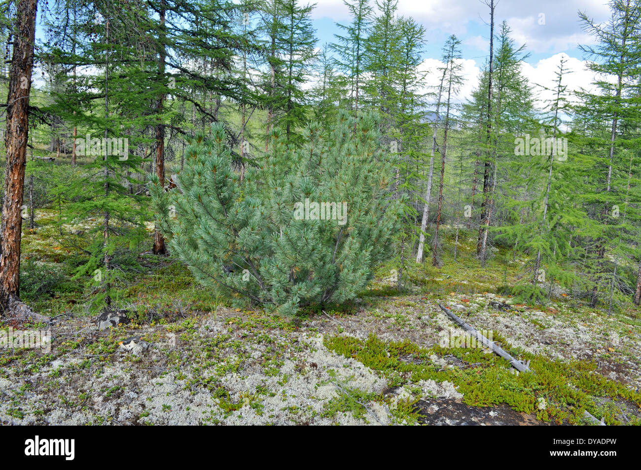 Siberian dwarf pine in deciduous taiga Yakutia. The valley of the river ...