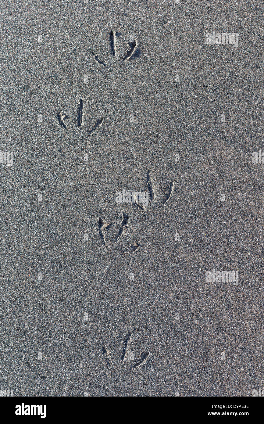 As the high tide recedes, birds leave footprints in the fresh smooth ...