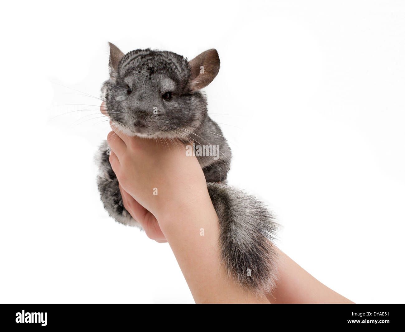 chinchilla sitting in the hands of the girl on white background Stock ...