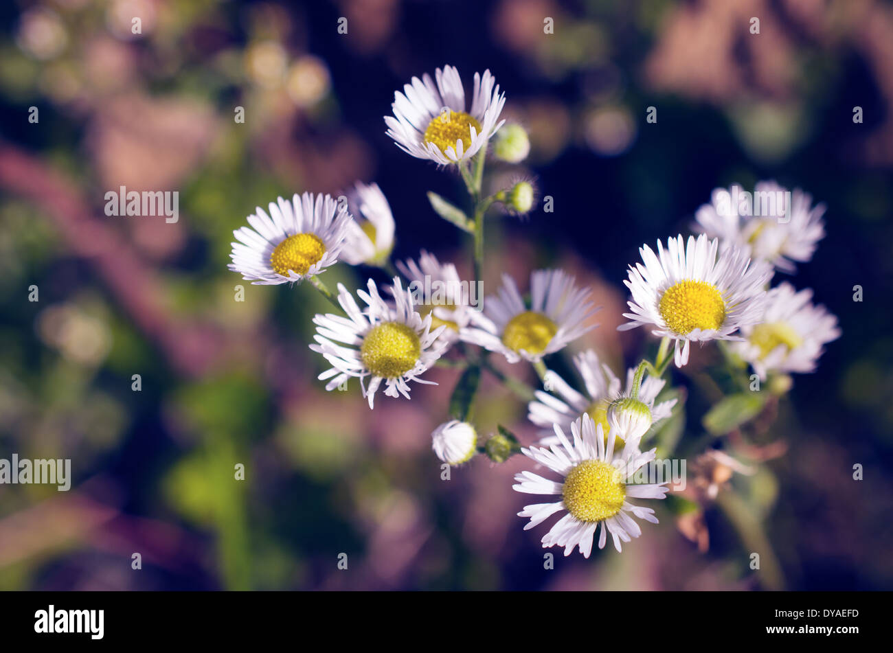 Small daisy hi-res stock photography and images - Alamy