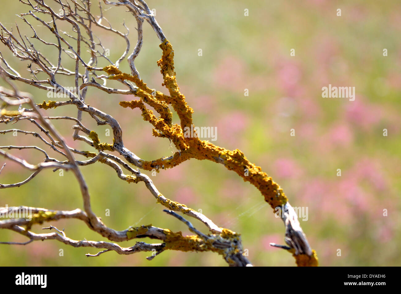 Lichen-covered branches with background of pink flowers, Navata ...