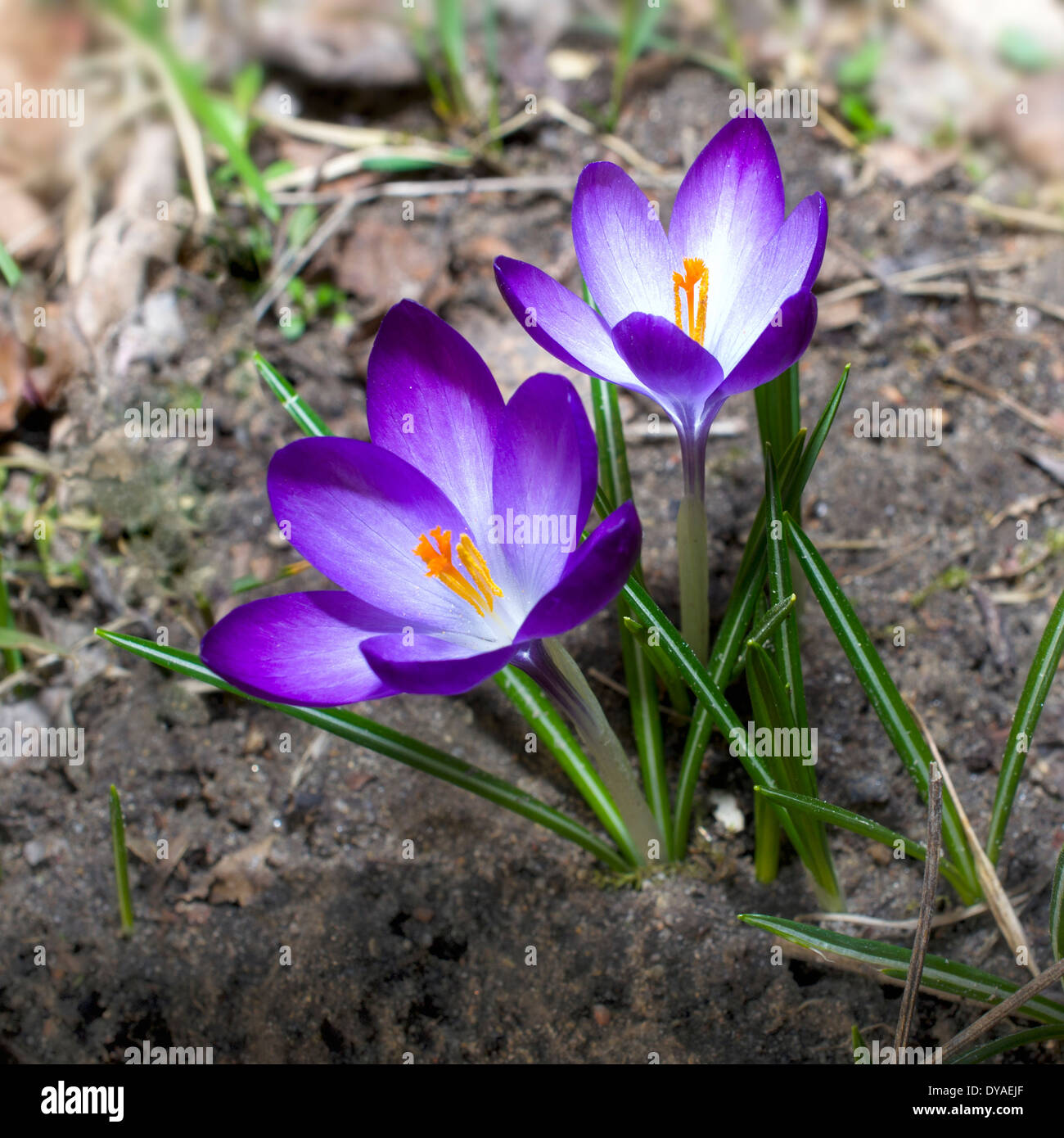 first crocus flowers Stock Photo - Alamy