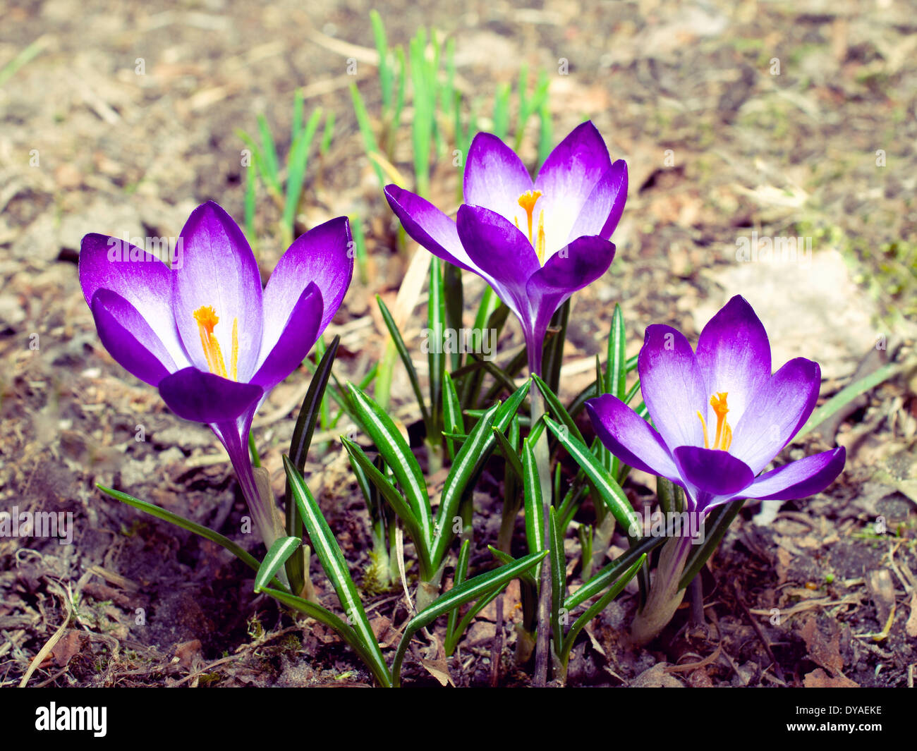 first crocus flowers Stock Photo - Alamy
