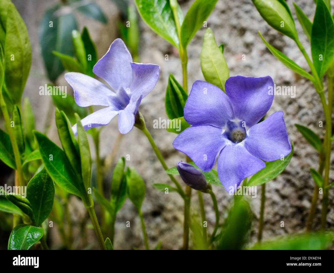 first periwinkle flowers Stock Photo - Alamy