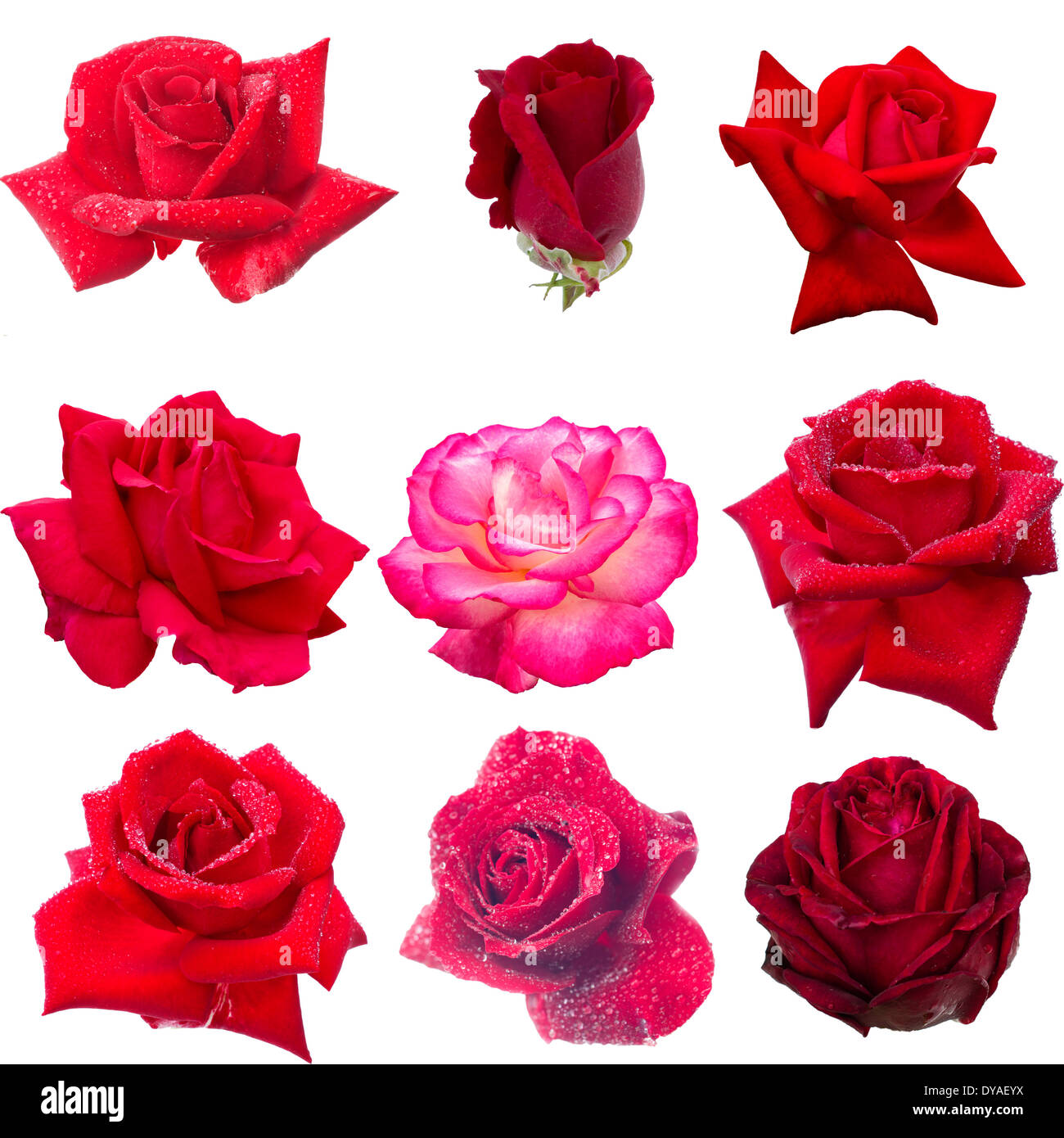 Different Types Of Red Flowers
