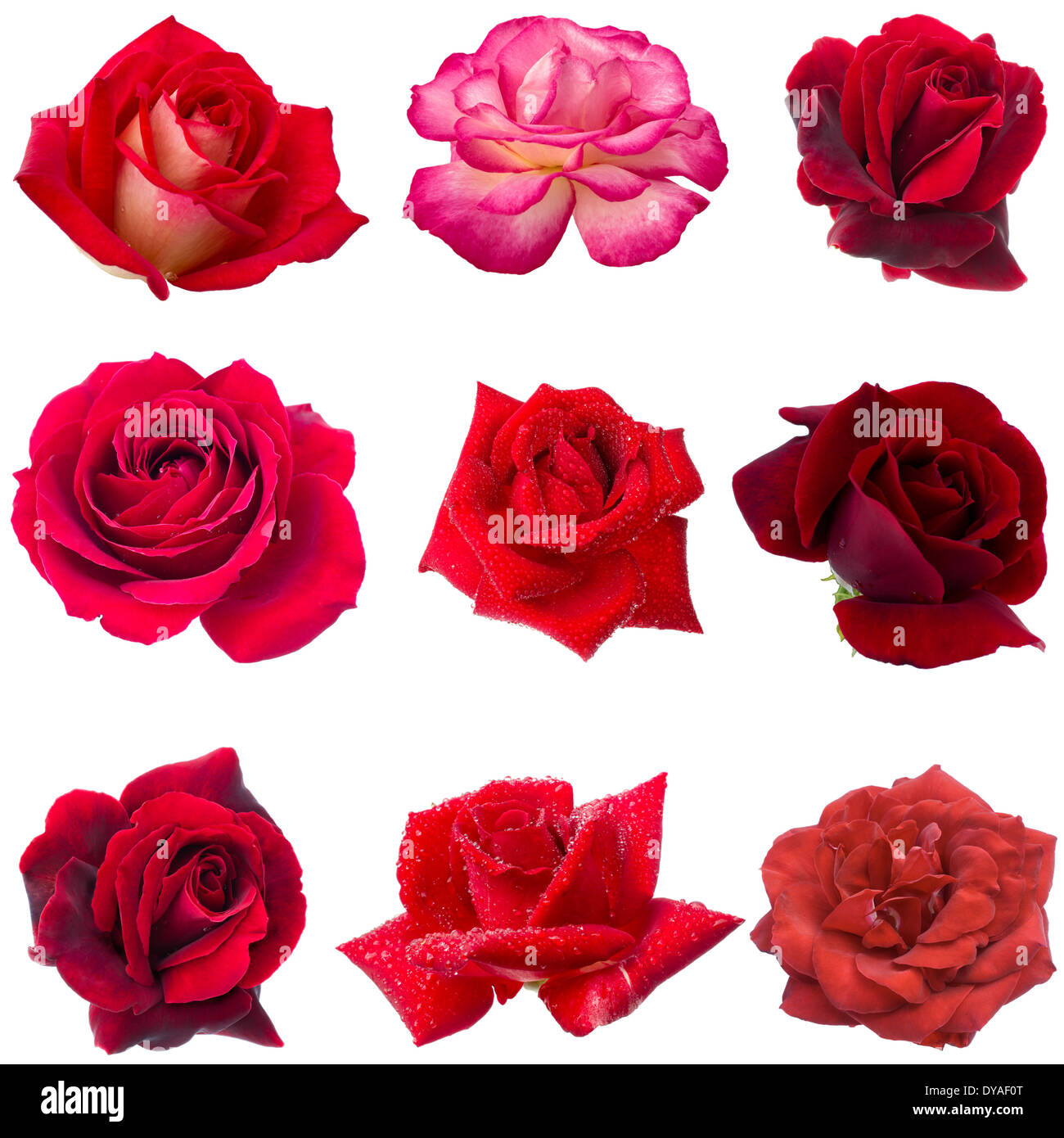 collage of nine red roses Stock Photo - Alamy