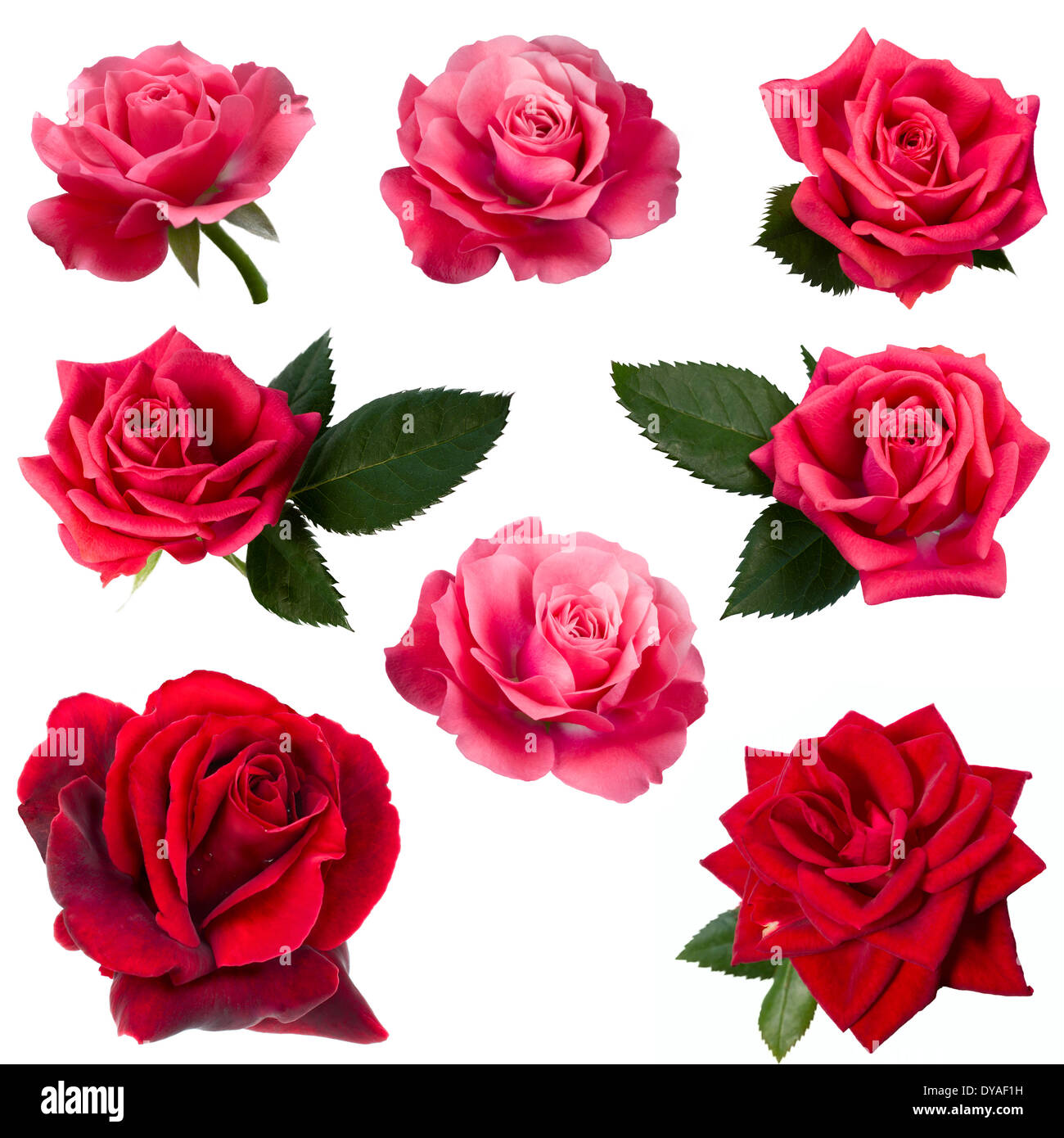 collage of eight red roses Stock Photo - Alamy