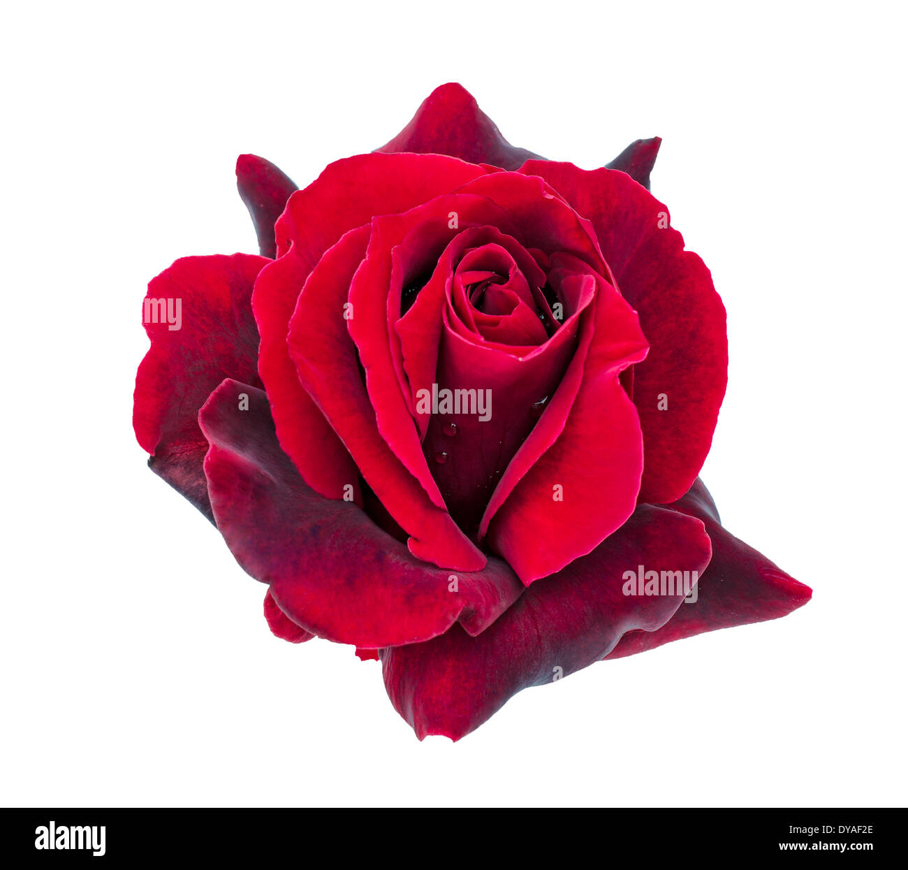 dark red rose Stock Photo - Alamy