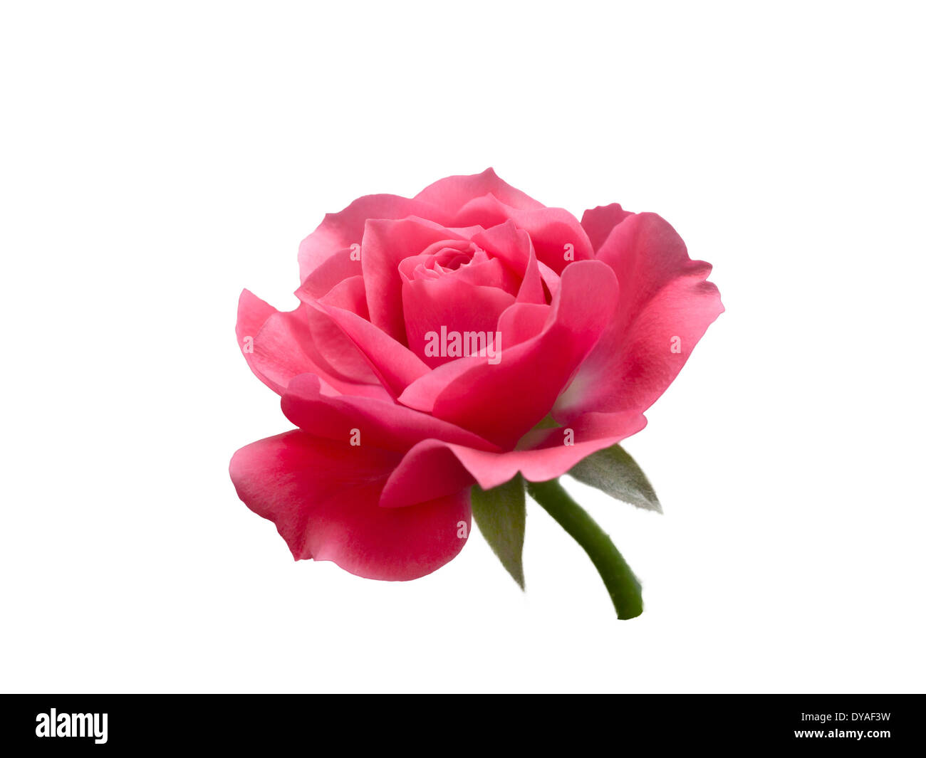 bright beautiful pink rose Stock Photo - Alamy