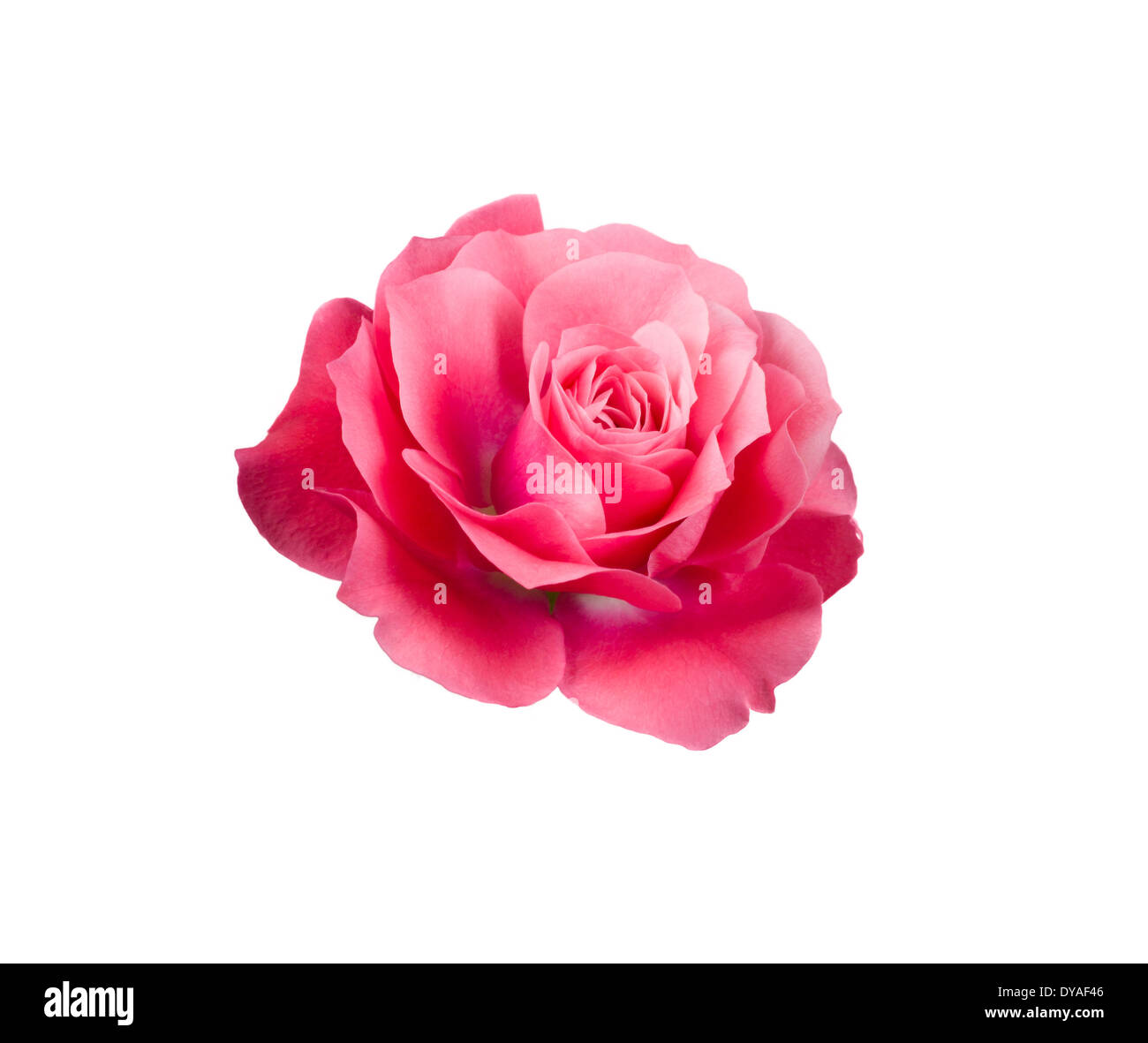 Rose objects hi-res stock photography and images - Alamy