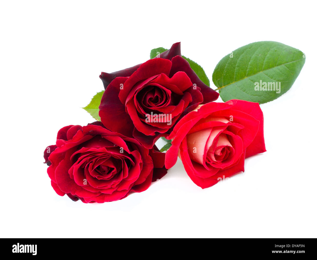three red roses are on a white background Stock Photo - Alamy