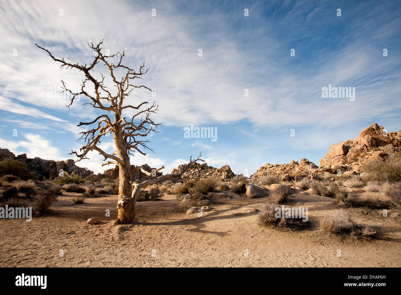 A beautiful dead tree stands in the desert at Joshua Tree National Park ...