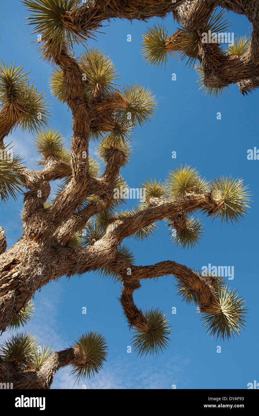 Looking up into Joshua Trees Stock Photo - Alamy