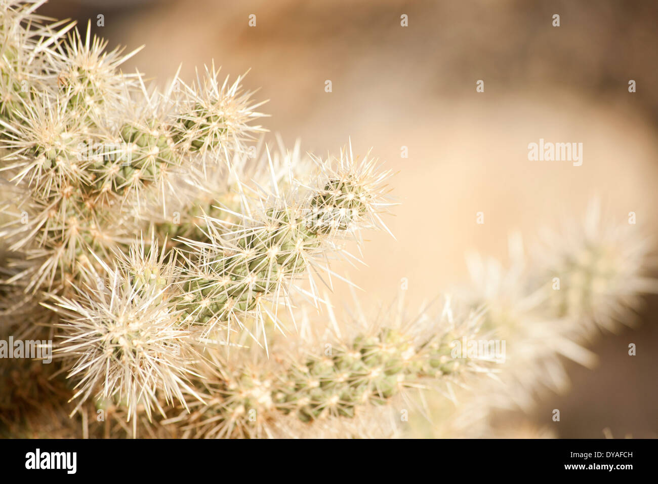 Closeup cacti hi-res stock photography and images - Alamy