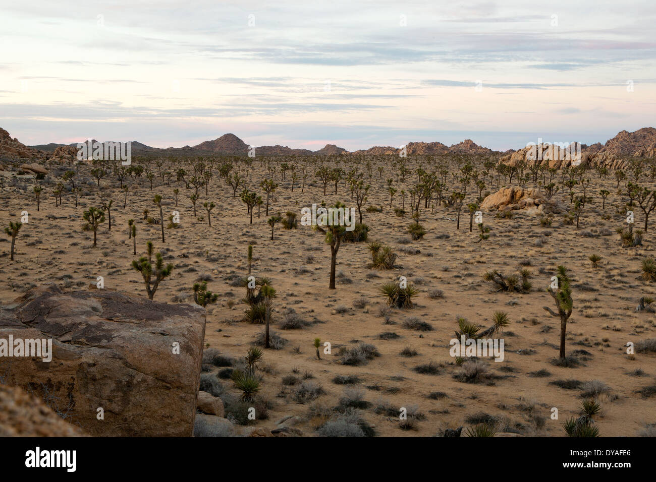 Park at evening tree view hi-res stock photography and images - Alamy