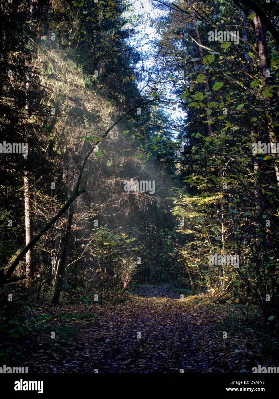 Dark woods road hi-res stock photography and images - Alamy