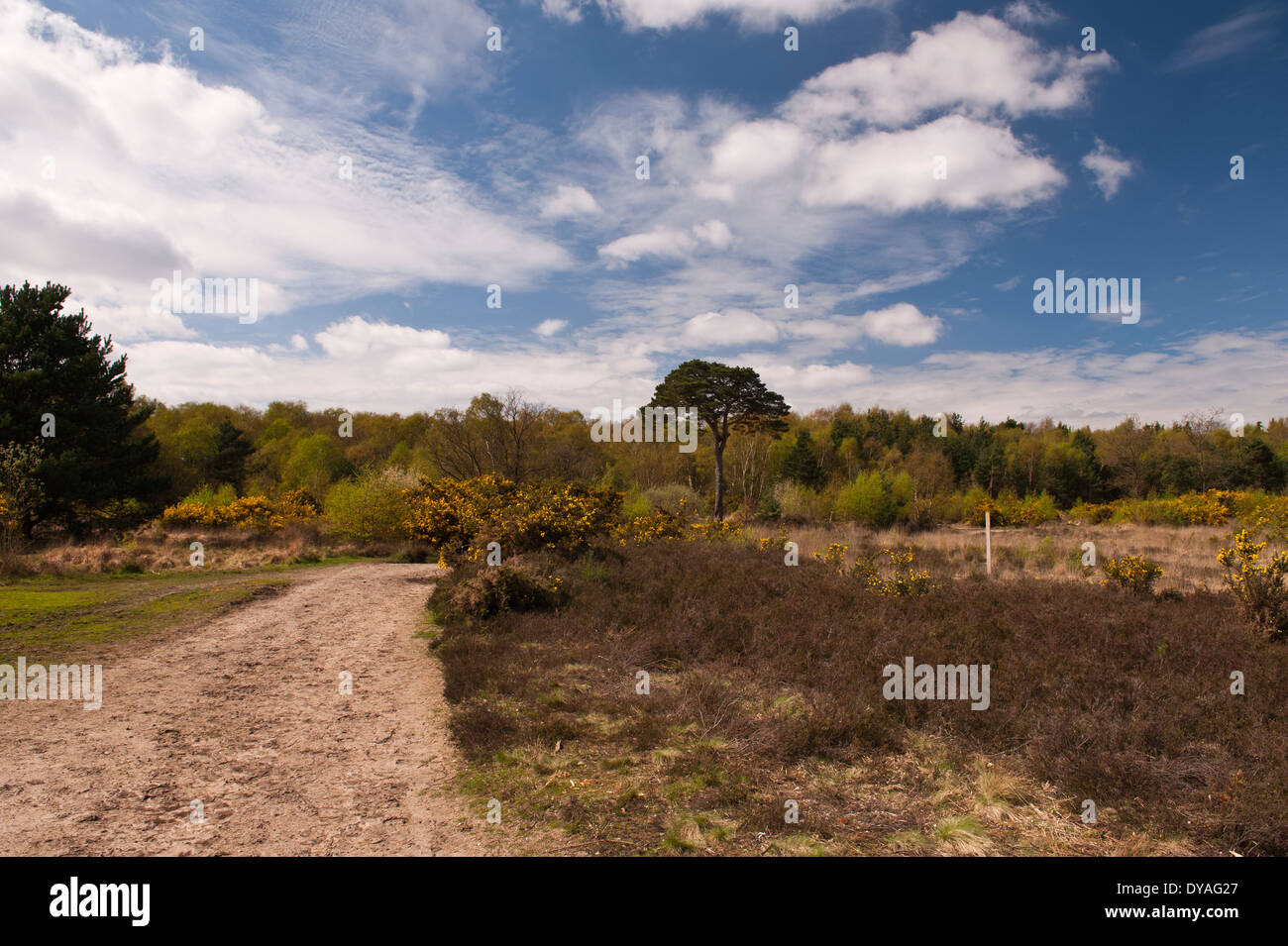 Chobham common in spring hi-res stock photography and images - Alamy