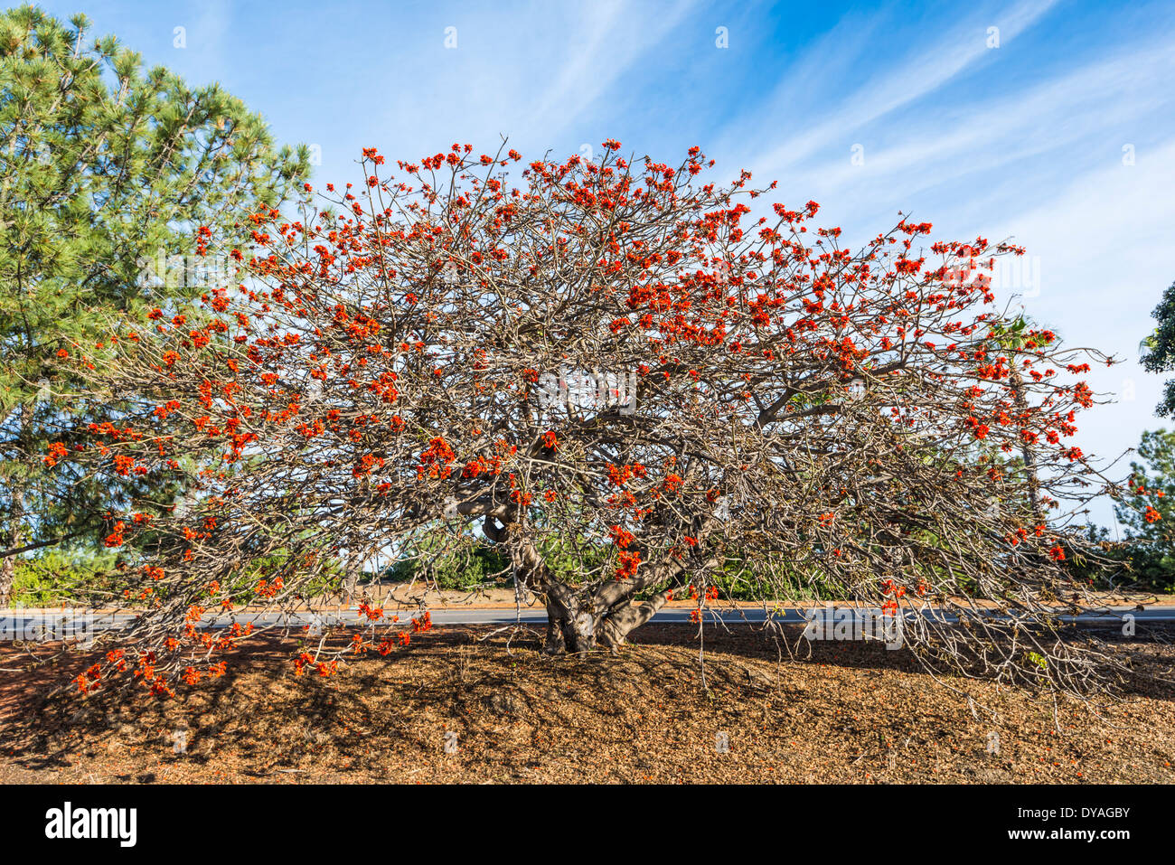 SOUTH AFRICAN CORAL TREE (Erythrina caffra). San Diego, California ...