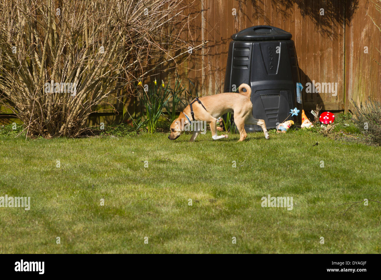 Suburban dog hi-res stock photography and images - Alamy
