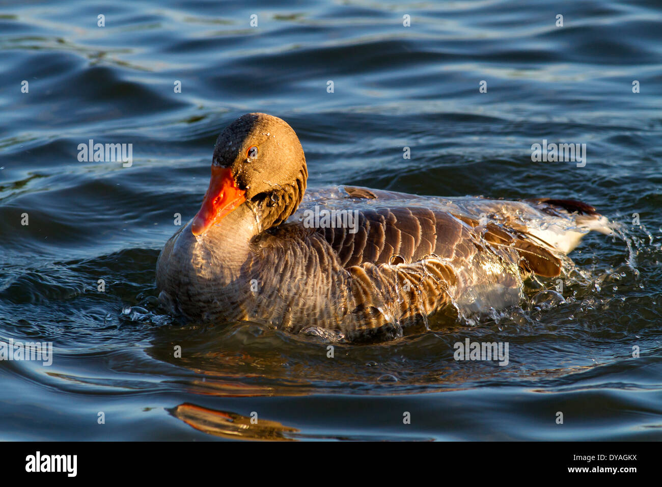Greylag goose bathing Stock Photo - Alamy