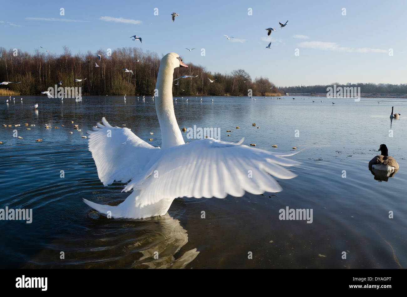 Swan cygnet wings hi-res stock photography and images - Alamy