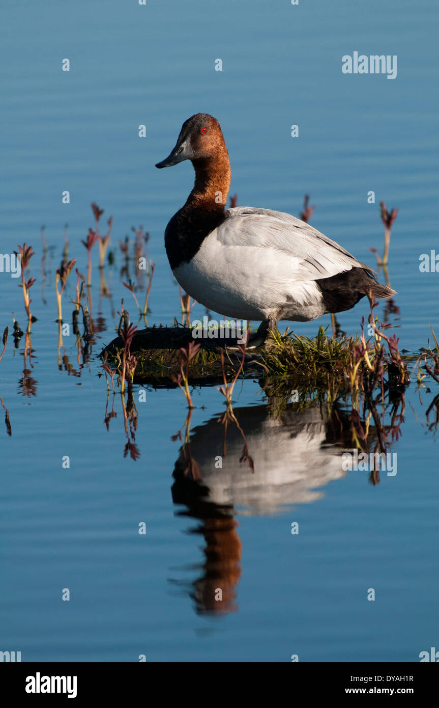 Anchorage coastal wildlife refuge hi-res stock photography and images ...