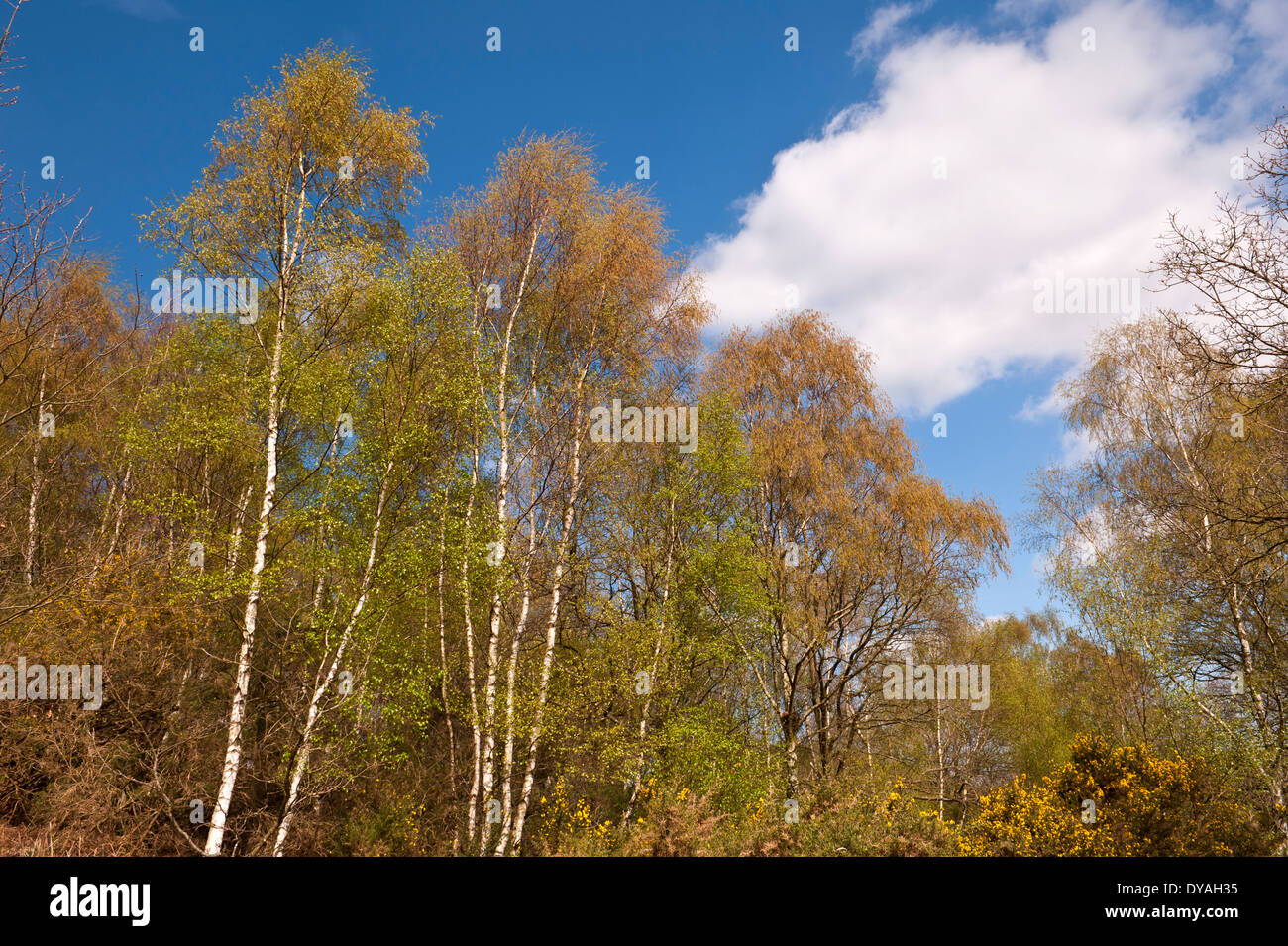 Silver Birch Betula pendula at Chobham Common in Springtime Chobham ...