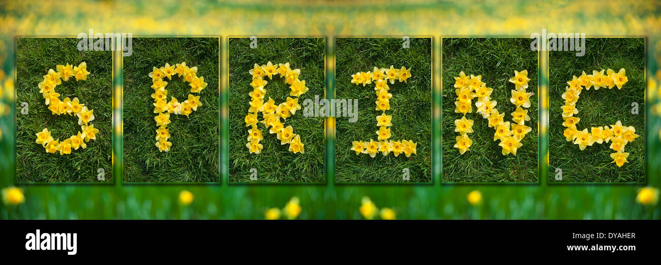 daffodils spelling the word spring on a green and yellow grass ...