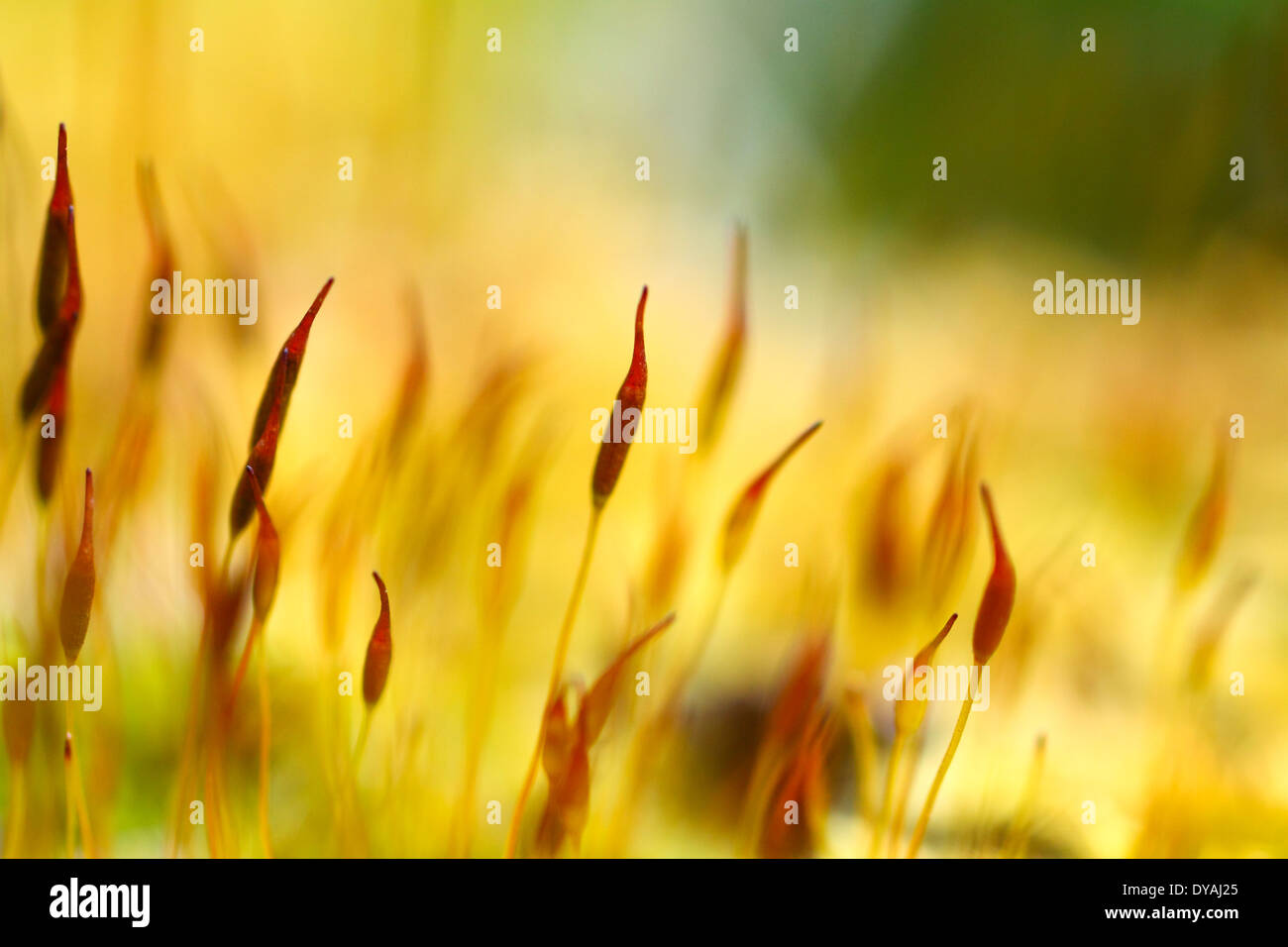 Macro view of moss fronds Stock Photo - Alamy