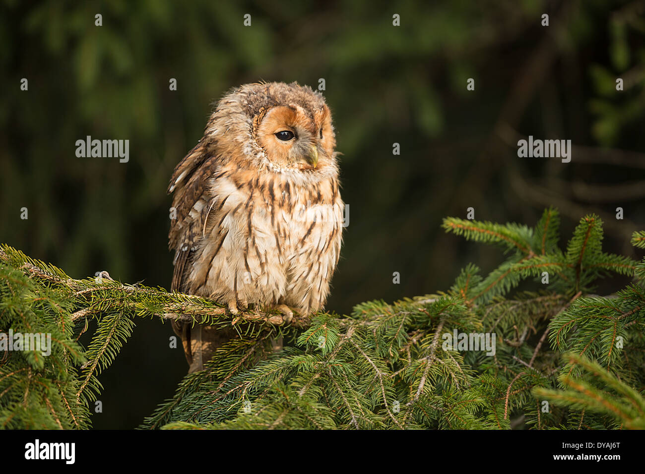 Strix aluco hi-res stock photography and images - Alamy