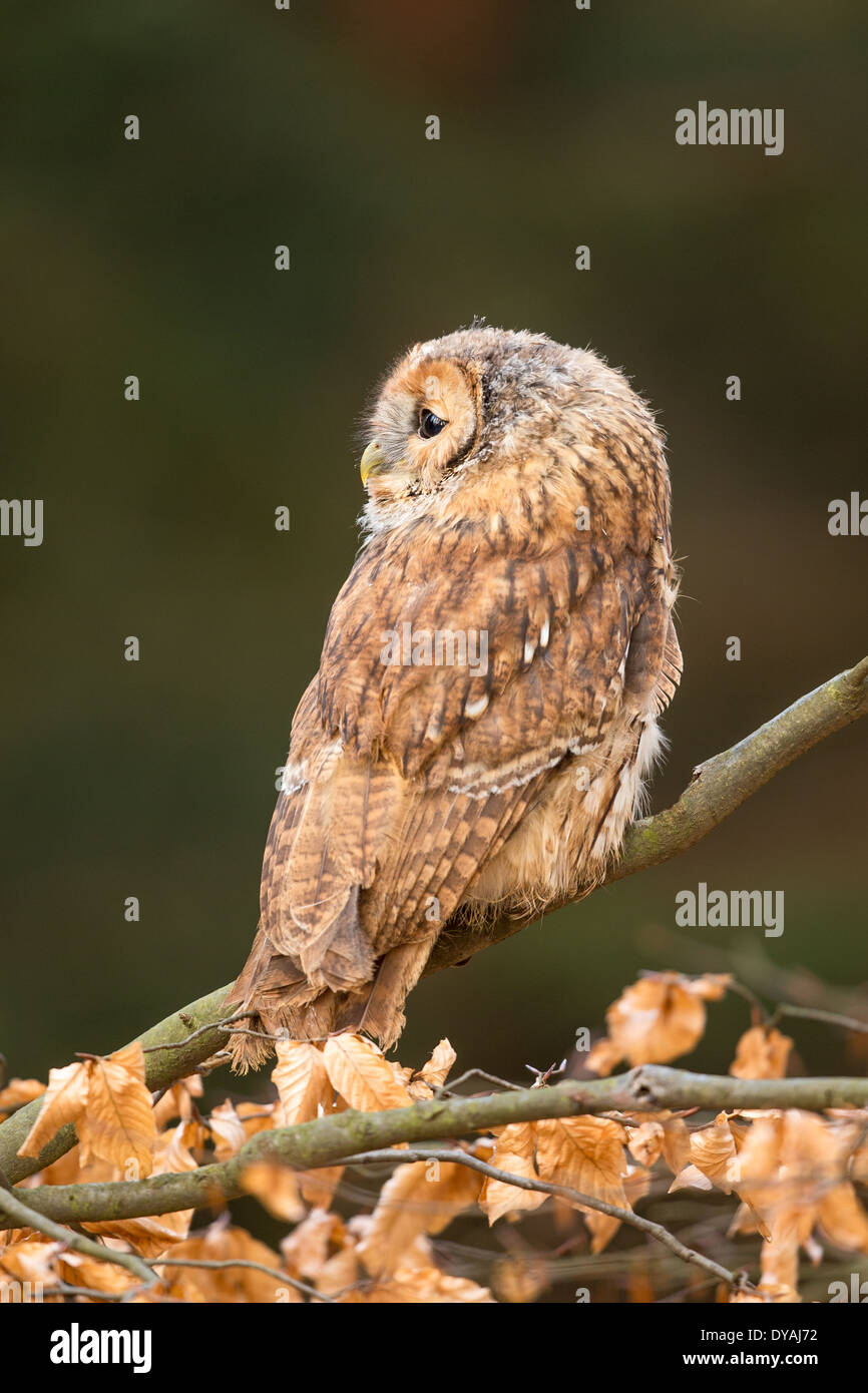 Strix aluco sylvatica hi-res stock photography and images - Alamy
