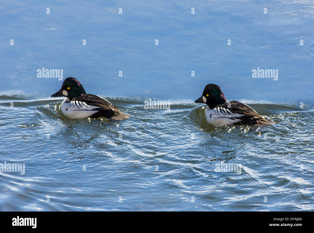 Adult pair of Goldeneye, or Whistler, ducks swimming in Soda Butte ...