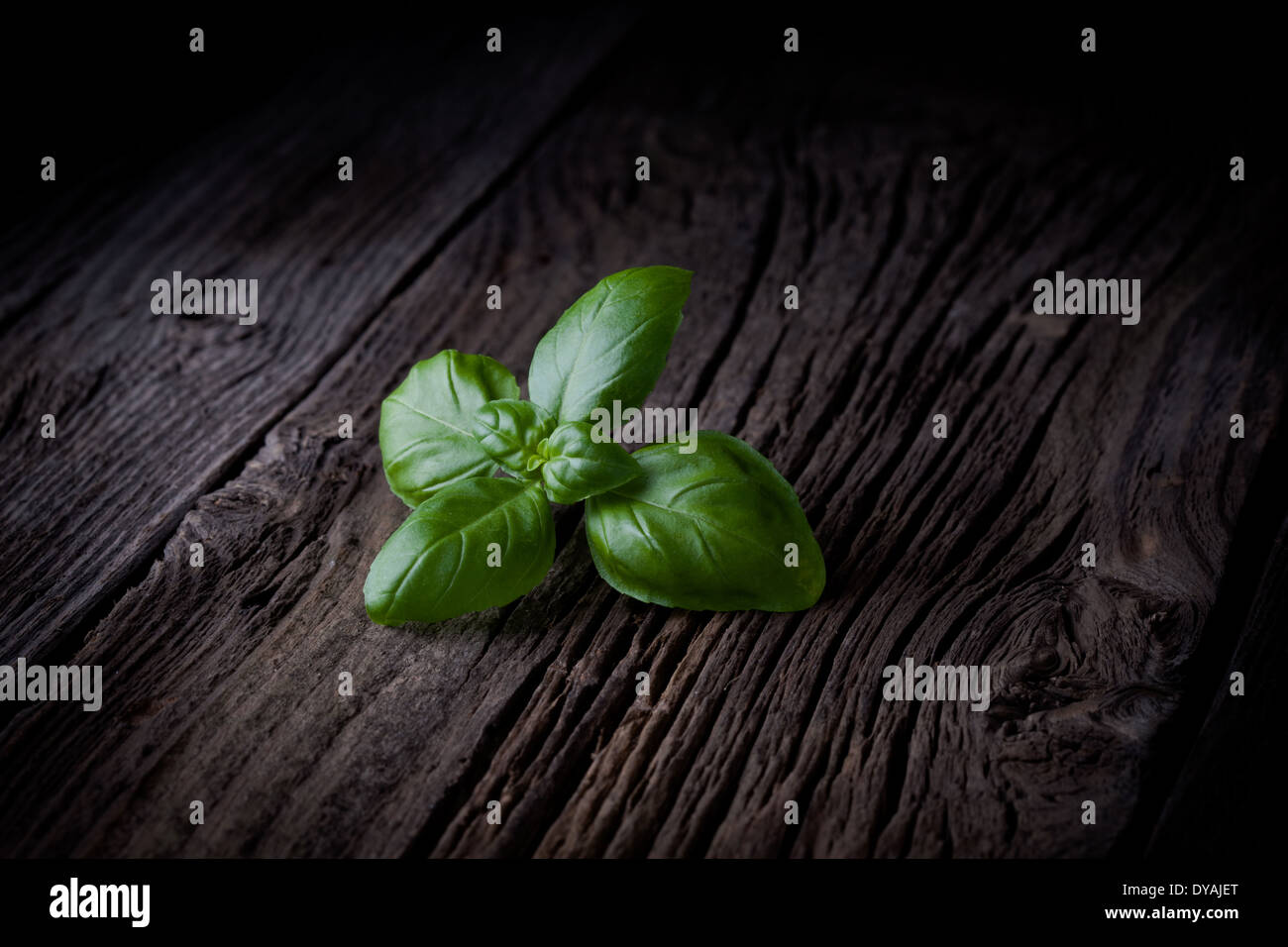 Fresh basil leaves Stock Photo - Alamy