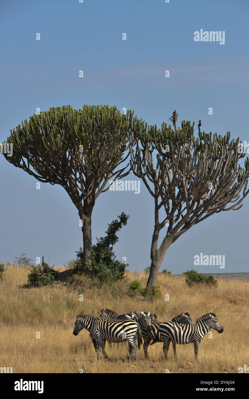 a group of zebras and acacia trees at the savannah of masai mara in ...