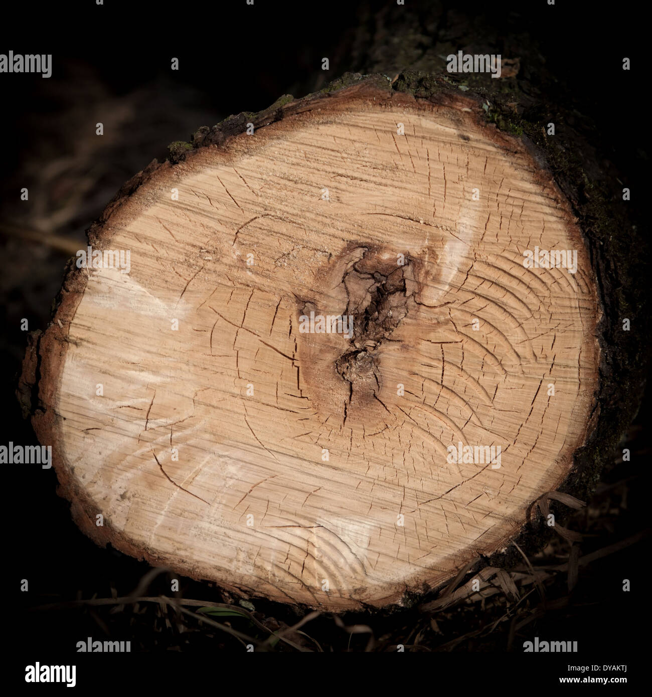 Cutted Wood Trunk Texture Stock Photos & Cutted Wood Trunk Texture ...