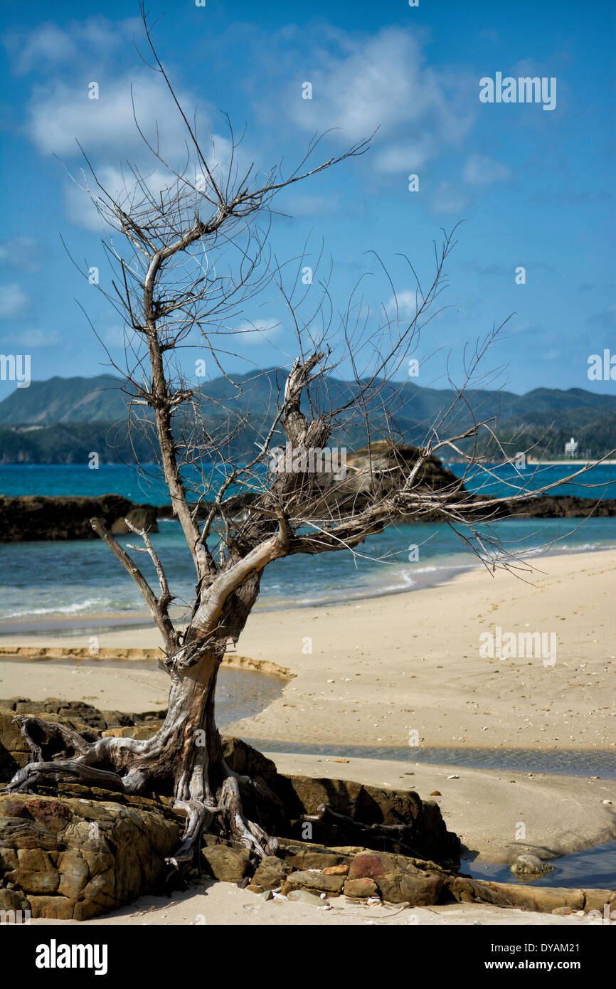 A tree growing on a rock on the beach Stock Photo - Alamy