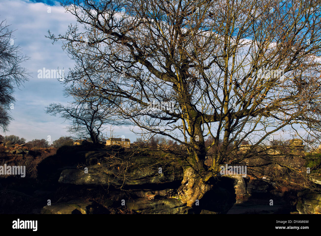 Barren trees in the cold weather Stock Photo - Alamy